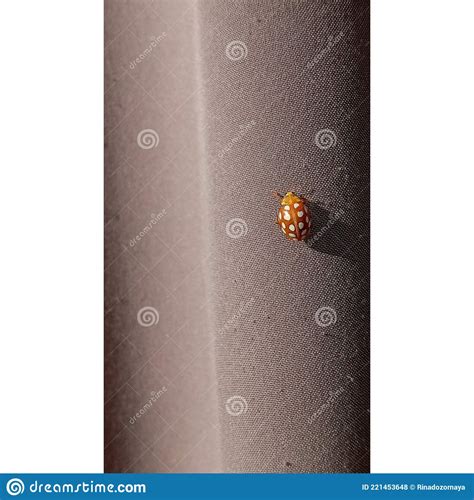 Ladybug Yellow In Nature In Siberia Ladybug Beetles Calvia