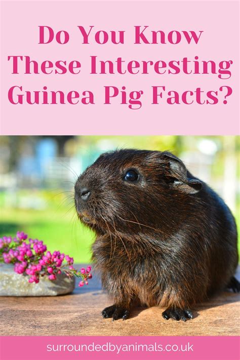 Do You Know These 10 Fun Guinea Pig Facts Artofit