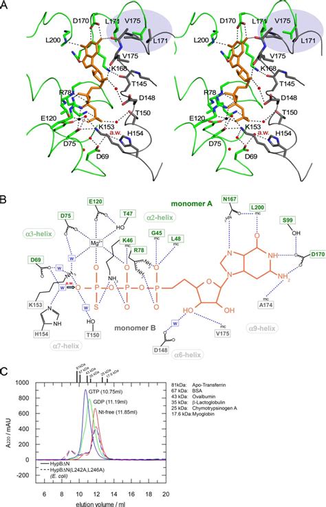 Nucleotide Dependent Dimerization A Stereoview Of The Download
