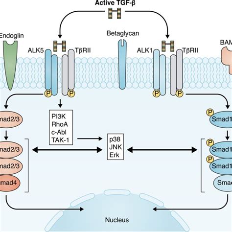 TGF β secretion and activation in fibrotic tissues Many different cell