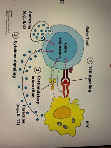 Immunology Chapter 10 Flashcards Quizlet