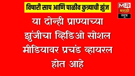 विषारी साप आणि पाळीव कुत्र्याची जीवघेणी झुंज व्हिडिओ पाहणाऱ्यांच्या