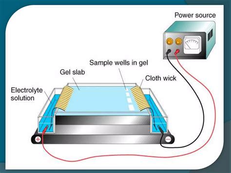 Hb Electrophoresis Principle Materials And Procedure Pptx