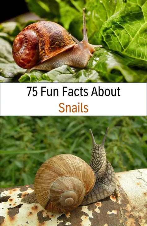 What Do Snails Eat Artofit