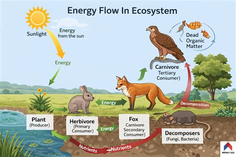 Energy Flow In Ecosystem Food Web Ecological Pyramids More Upsc Notes