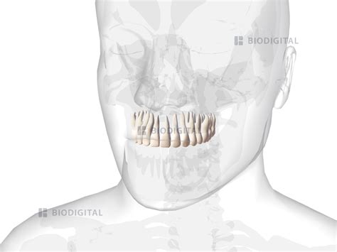 Maxillary Teeth Biodigital Anatomy