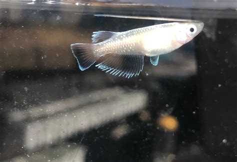 鱗光紅白メダカが産まれてきた！その特徴とは ひろしゃんのメダカブログメダカの果てまでイッテq