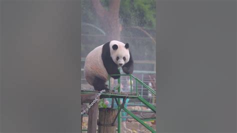 北动影后萌萌与黄莲奶爸的戏水大战！ Panda 大熊貓 Youtube