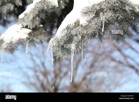 Frozen Water Drop Tree Outside Stock Photo Alamy