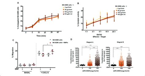 Functional Assessment Of Nk 92mi Cells After Their Association With