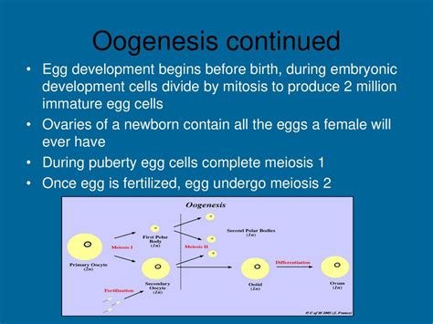 Its Meiosis Ppt Download