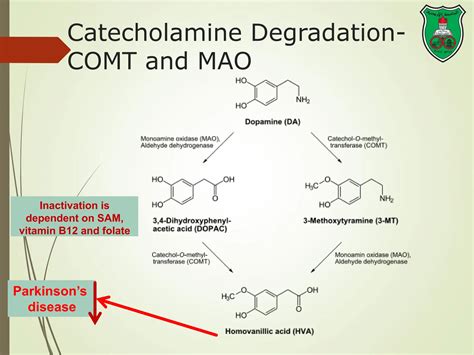 Lecture 4 Neurotransmitters Catecholamines Synthesis Inactivation Receptors Melatonin And