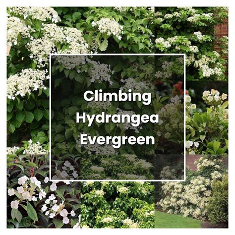How To Grow Climbing Hydrangea Evergreen Plant Care And Tips