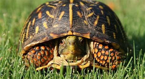 When Do Box Turtles Mate Guide With Pictures Voyo Pets
