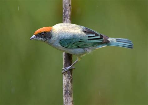 ギンミドリフウキンチョウ Scrub Tanager Tangara vitriolina 새