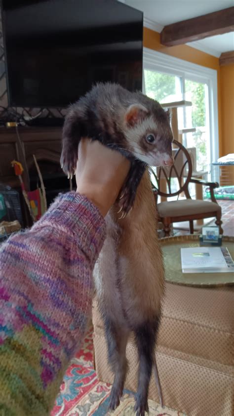 Non Newtonian Rat R Ratsareliquid