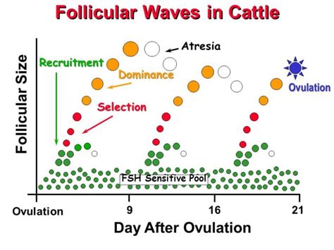 Endocrine Regulation Of Oestrus Cycle In Bovine Pashudhan Praharee
