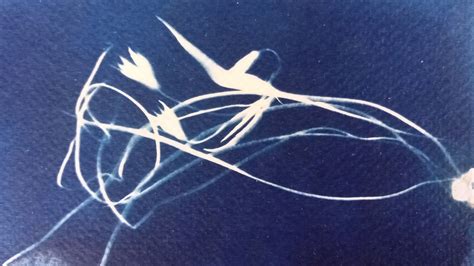 Seeds Travel The Eyes Have It Project By Danae Manolesou