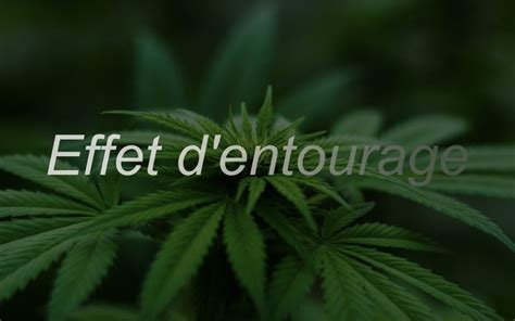 Qu Est Ce Que L Effet D Entourage CBD Kanaleg