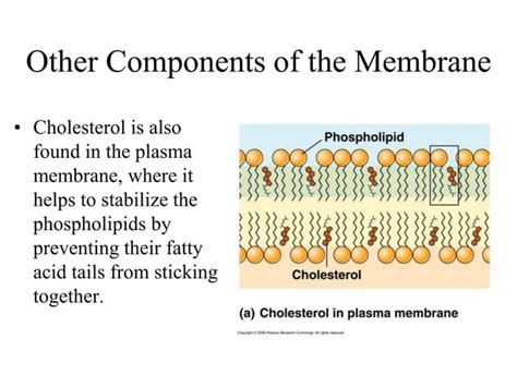 Cellular Structure And Function Pptx