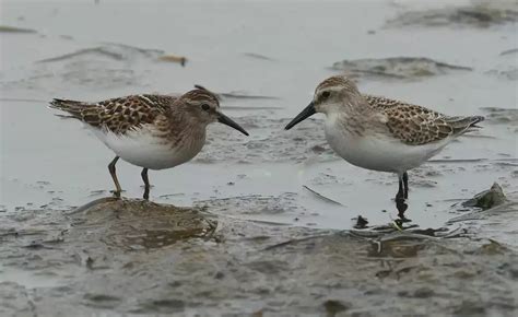 BRUCE MACTAVISH Identifying Shorebirds Can Be A Challenge For Even