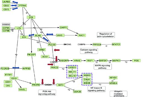 Visualization Of Kegg B Cell Receptor Signaling Pathway After Parsing
