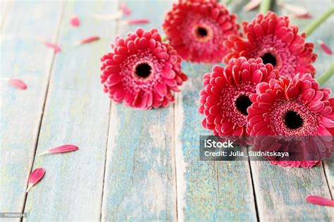 빈티지 나무 배경에 빨간색 거 베라 꽃입니다 어머니 또는 여자 하루 인사말 카드 3월에 대한 스톡 사진 및 기타 이미지 3월 8 거베라데이지 Istock