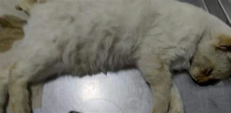 ¡gatito Violado Y Torturado