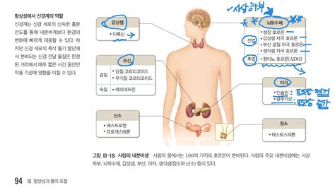 3단원 5 호르몬 항상성 조절 YouTube