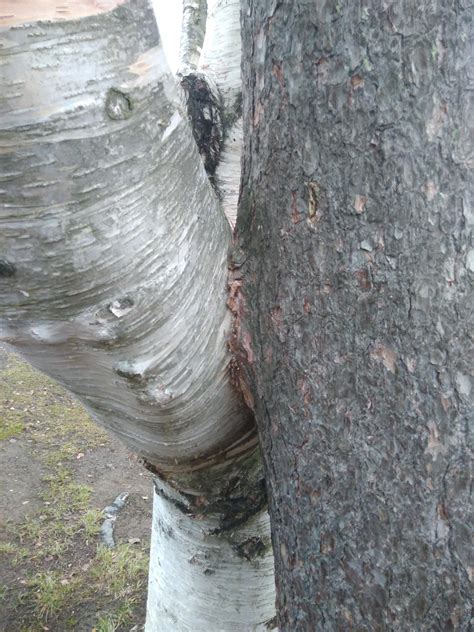 Tree Sucking On Another Tree R TreesSuckingOnThings