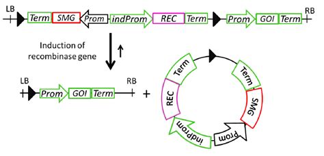 Site Specific Recombinase Based Auto Excision Systems The Site