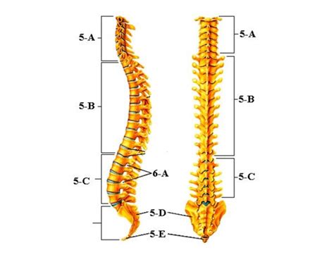 Vertebral Column Divisions Quiz