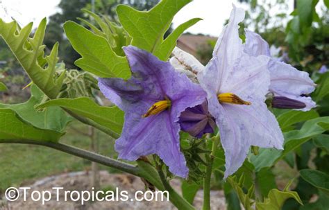Solanum Macranthum Giant Potato Tree Top Tropicals Plant Encyclopedia