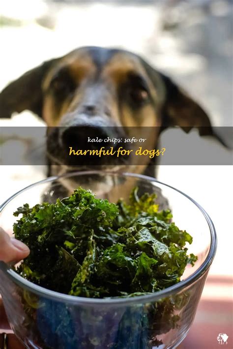 Kale Chips Safe Or Harmful For Dogs Petshun