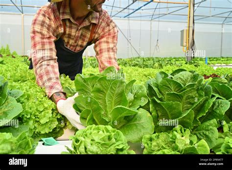 Shot Of Farmer Harvesting Green Cos Lettuce In Sunny Hydroponic