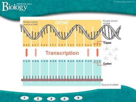 DNA Genes Were Known To Ppt Download