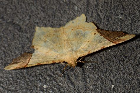 Angular Moth Wings