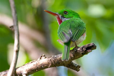 Mass Extinction 66 Million Years Ago Triggered Rapid Evolution Of Bird