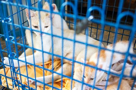 Premium Photo Cat In Cage