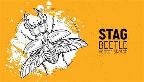 Premium Vector Horned Stag Beetle Lucanus Cervus Sketch Drawn By Hand