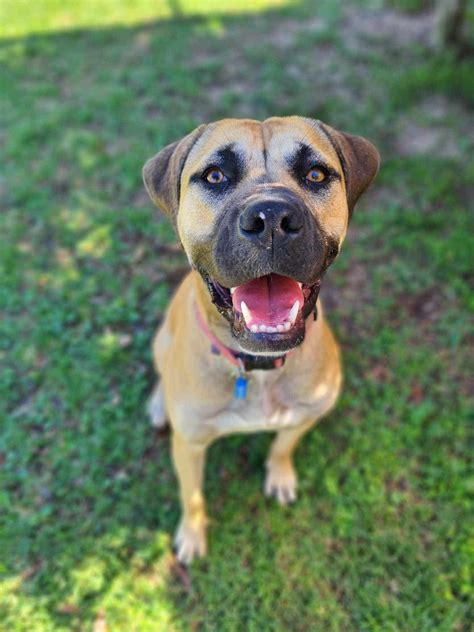 Sophie Rspca Adopt A Pet