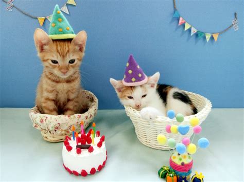 猫を初めて飼うのに2匹飼いってできるメリットデメリットを紹介 キャットフードの神様