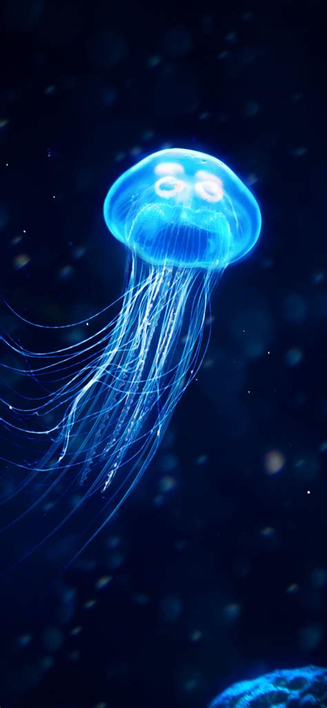 Jellyfish Iphone Wallpaper
