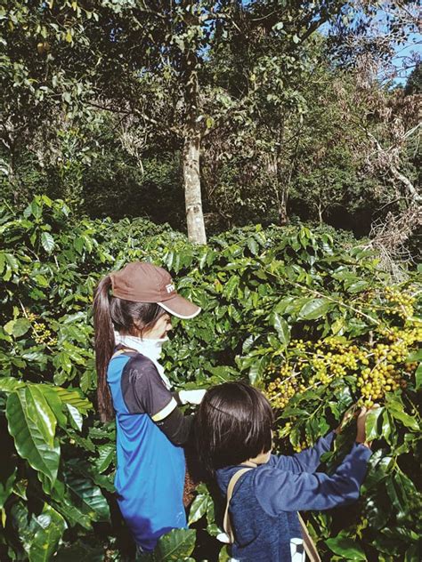 9 5 Coffee Farm Washed Process บางคนก็เรียกว่า Wet