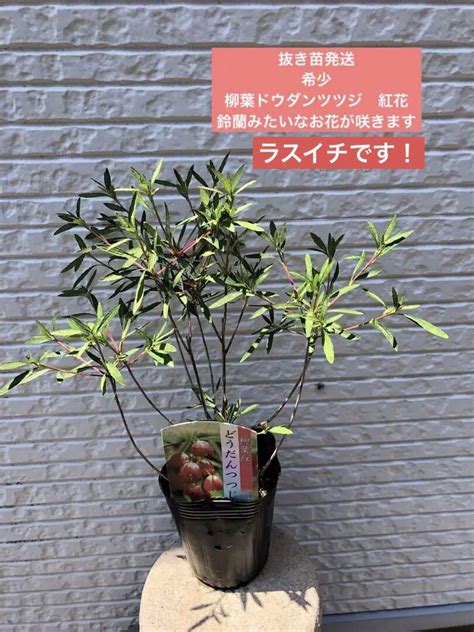 希少 レア 抜き苗 ドウダンツツジ 灯台躑躅 柳葉紅 人気種 メルカリ