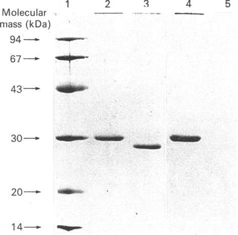 Immunoblotting Of Inositol Monophosphatase And Its 28 Kda Proteolytic
