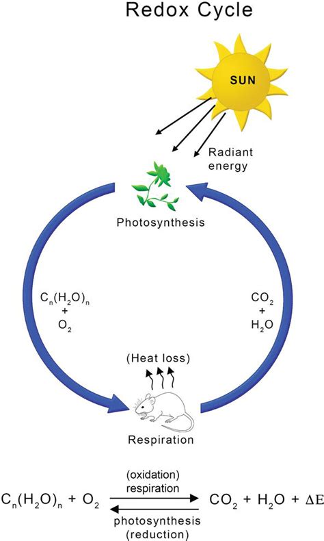 Redox Biology