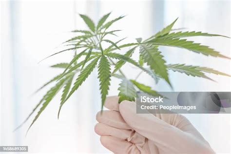 대체 의학 건강 관리 및 웰빙을 위해 마리화나 잎을 가진 손 장갑 및 의사 합법적 인 잡초 생산을위한 실험실에서 대마초 식물