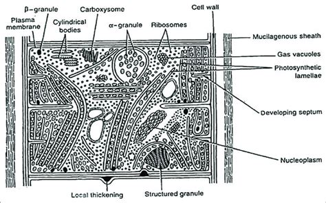 Blue Green Algae Cell Cell Structure Of Cyanobacteria As Well As