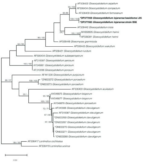 concatenated maximum likelihood phylogenetic tree its1 5 8s its2 and